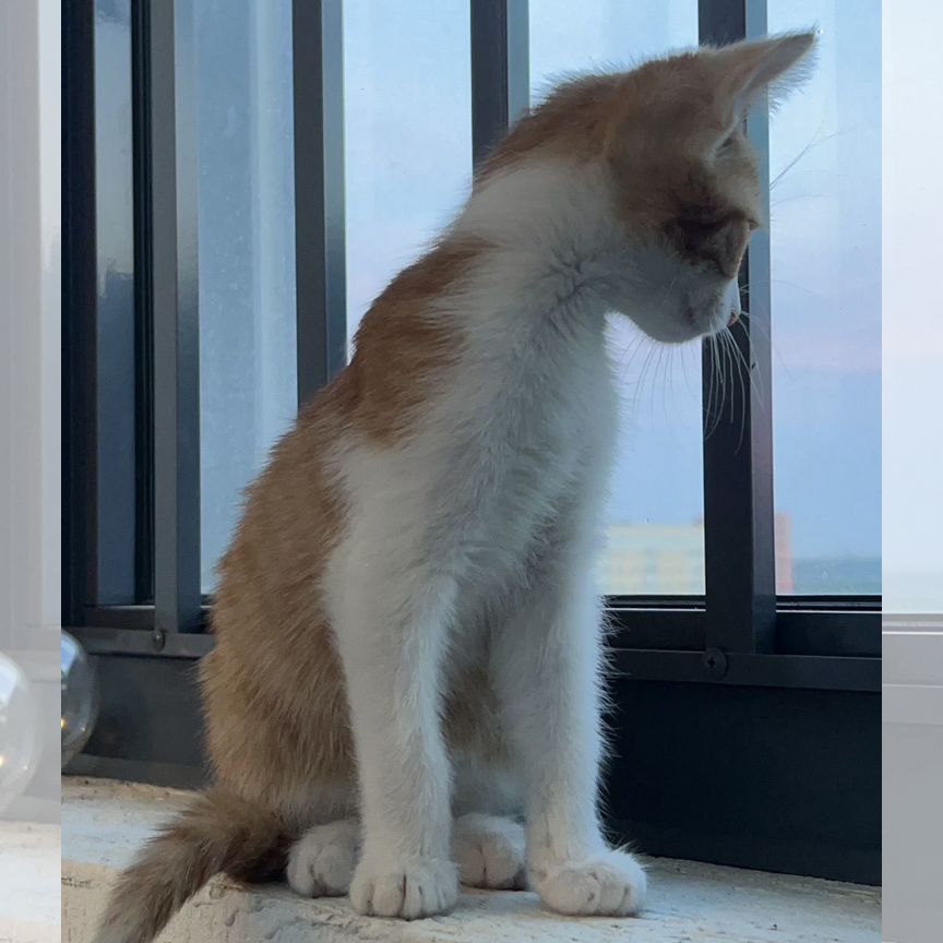 Котёнок в добрые руки