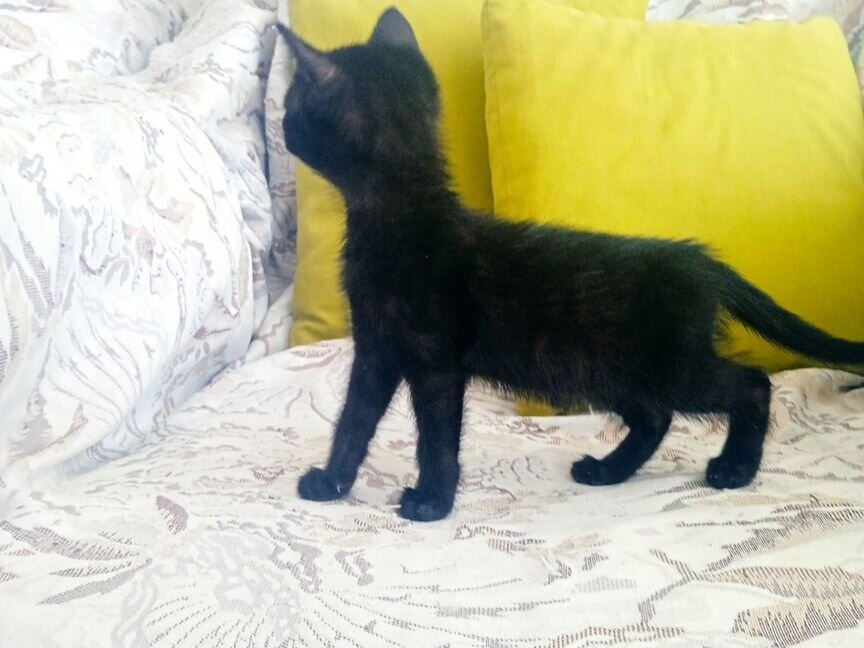 Котята ждут своих любящих хозяев