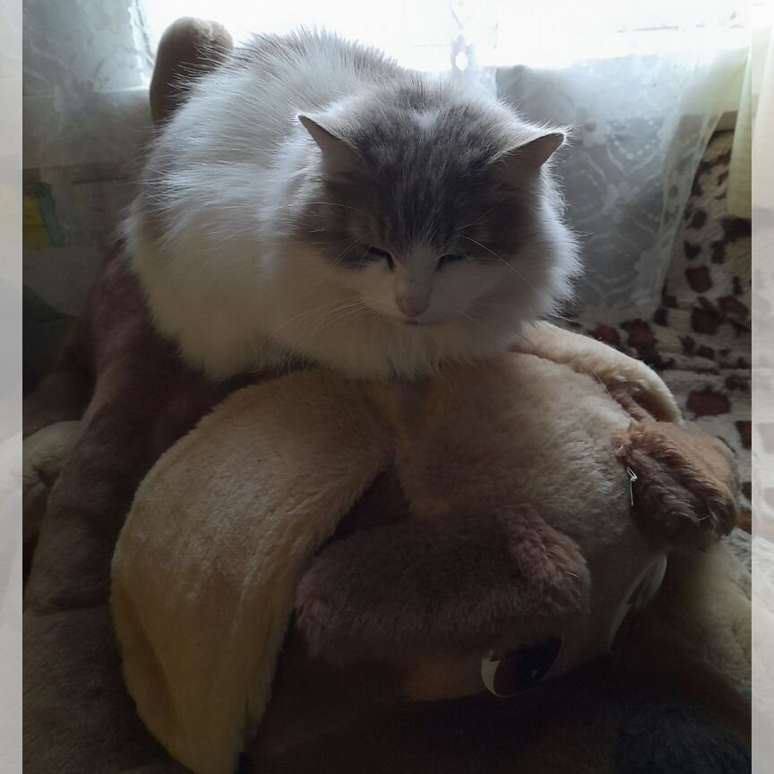 Кошечка из питомника с алиментами
