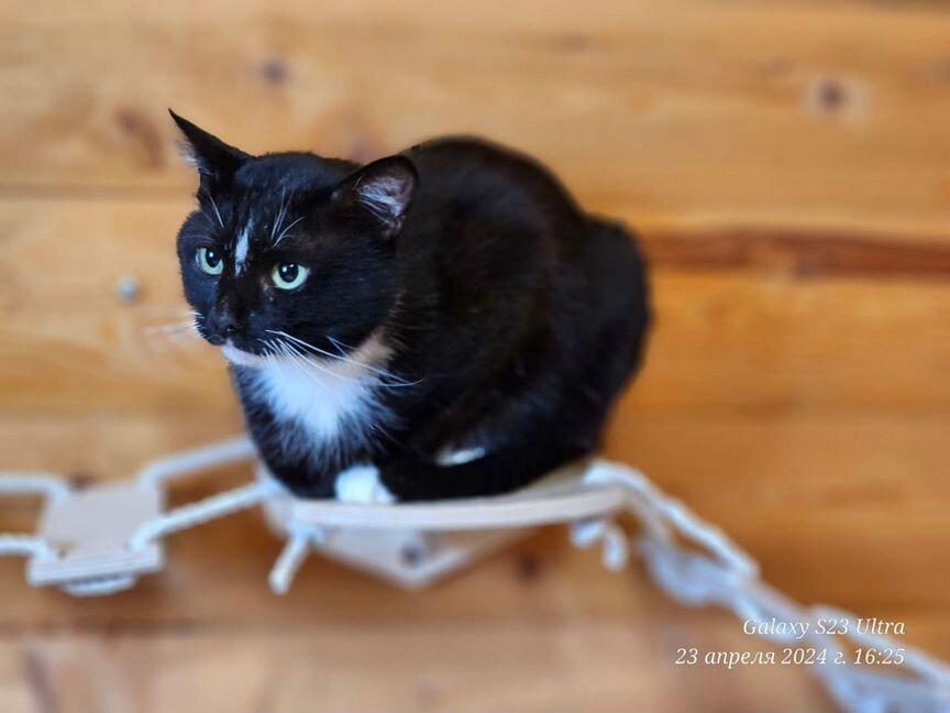 Кот в добрые руки