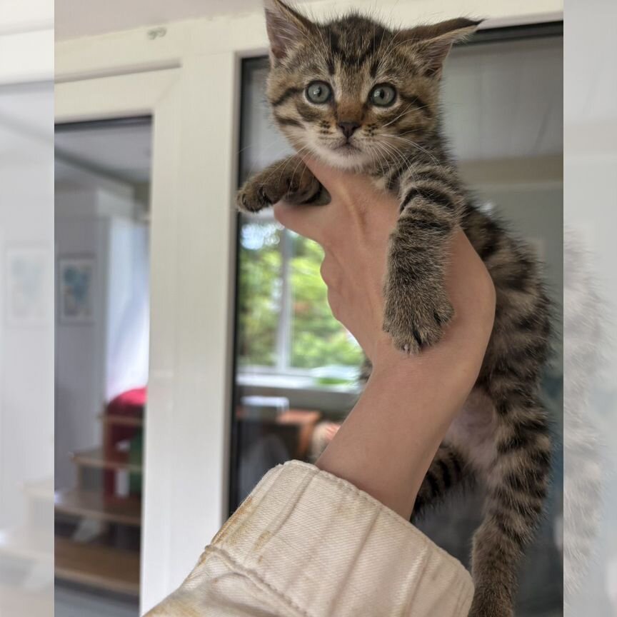 Котёнок в добрые руки