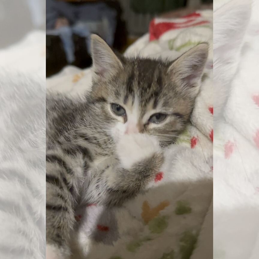 Котёнок в добрые руки