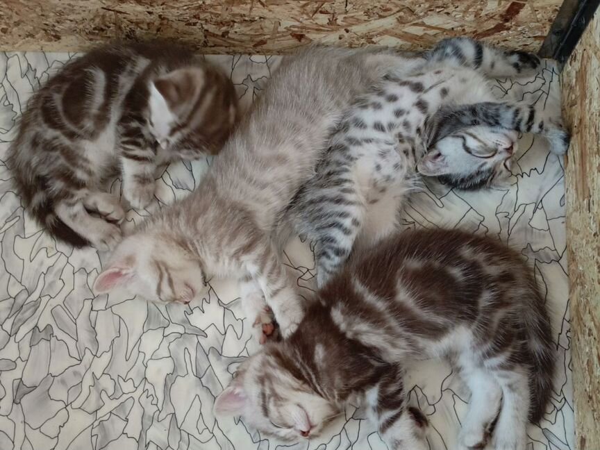 Котенок - кошечка