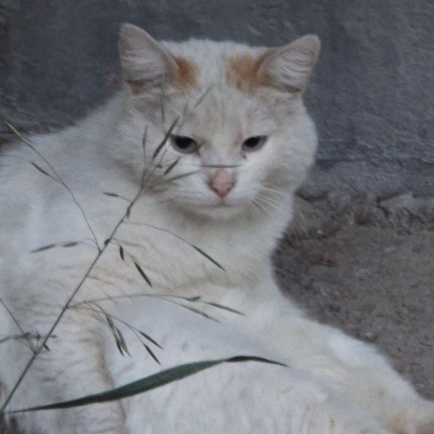 Тайский котёнок