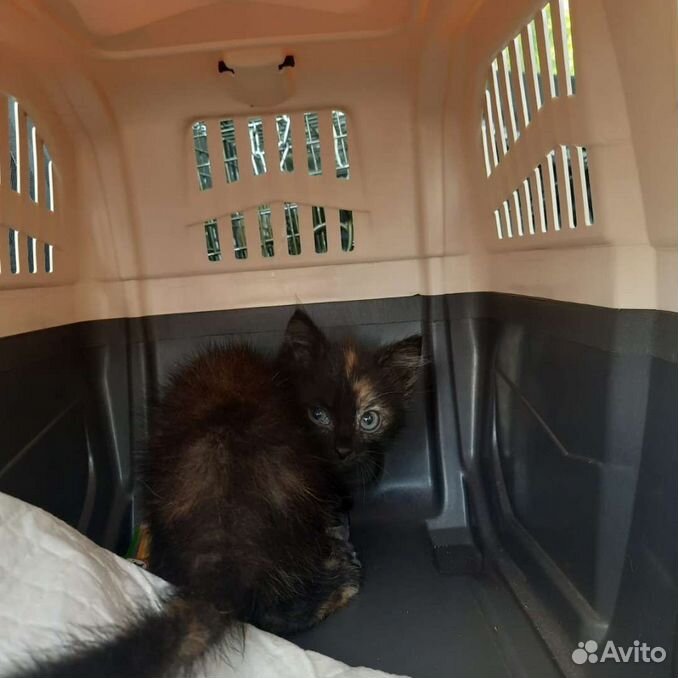 Спасенные котята