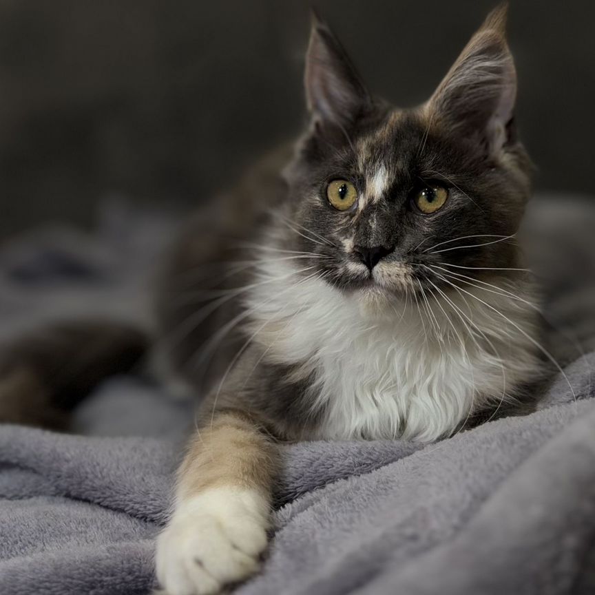 Мейн-кун котёнок