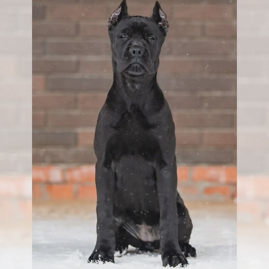 Кане-корсо, щенок