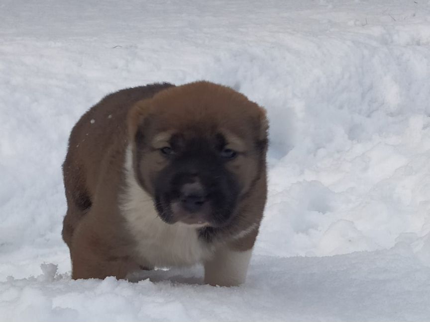 Среднеазиатская овчарка(алабай)