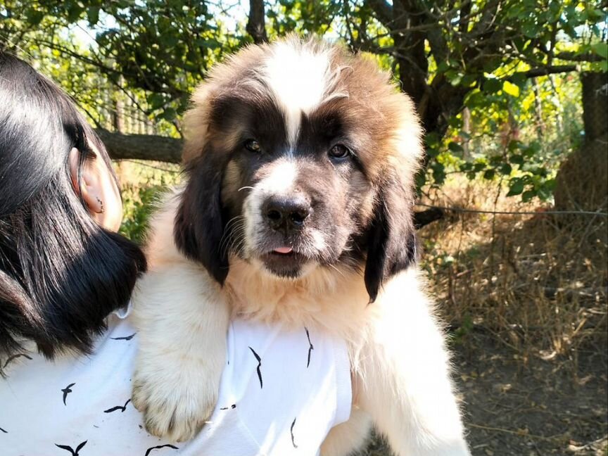 Московская сторожевая