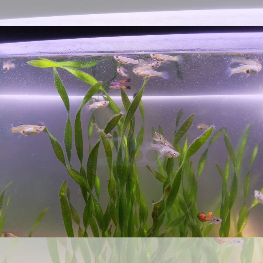 Аквариумные рыбки гуппи