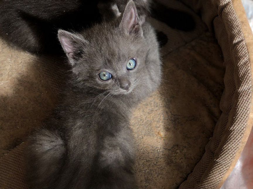 Котята от кошки крысоловки