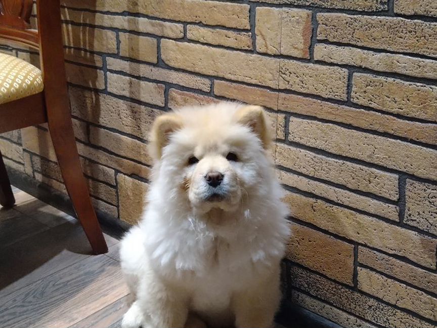 Продам шенка