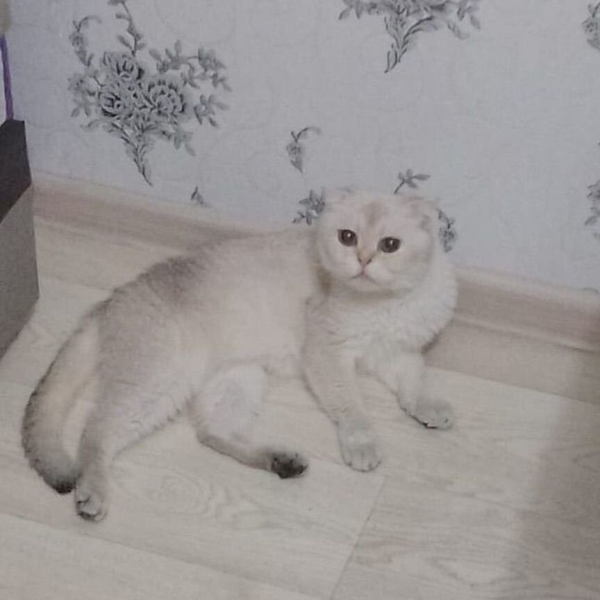 Кошка скотишфолд