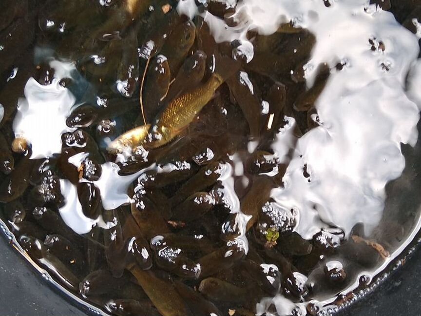 Малек карася (белый, красноперка), для зарыбления