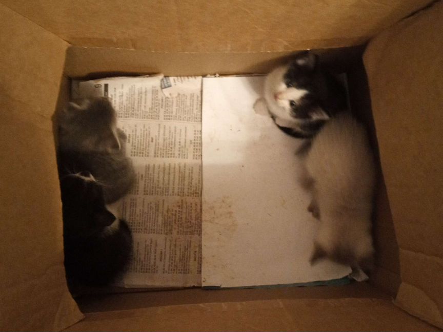 Котята в добрые руки бесплатно