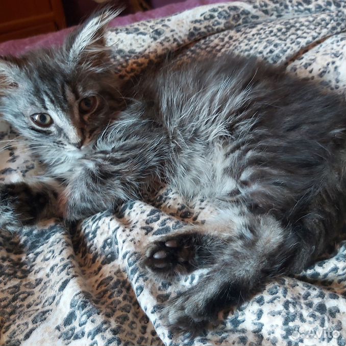 Сибирский котенок мальчик серый