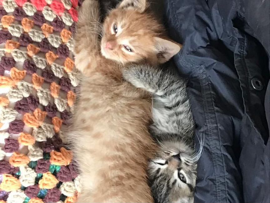 Котята в добрые руки