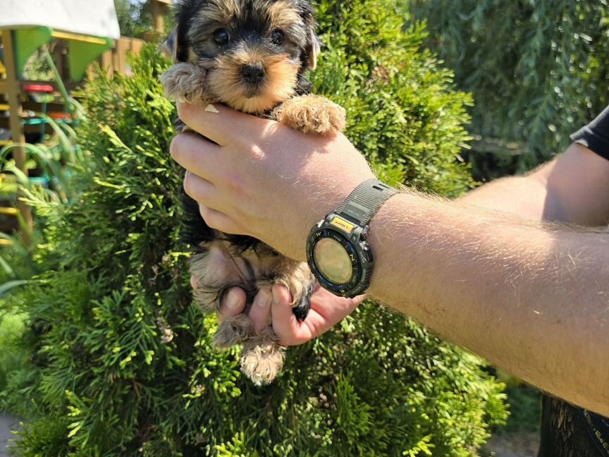 Йоркширский терьер щенки