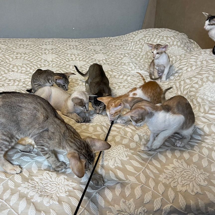 Ориентальные котята