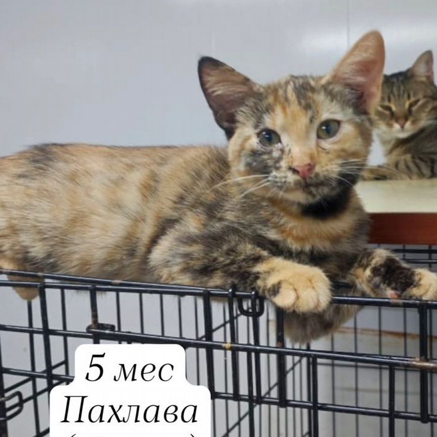 Котики из приюта ждут семью