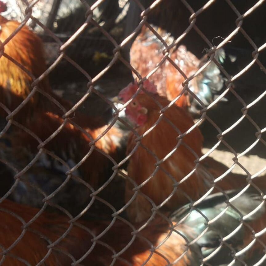 Молодые петухи