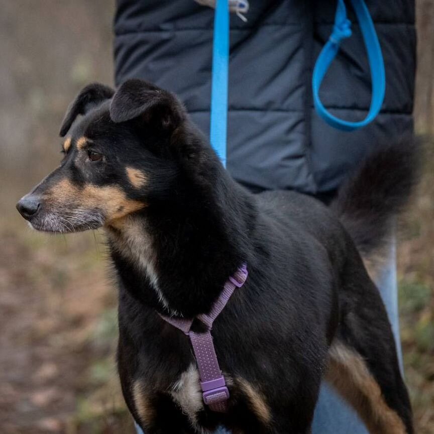 Взрослая собака в добрые руки