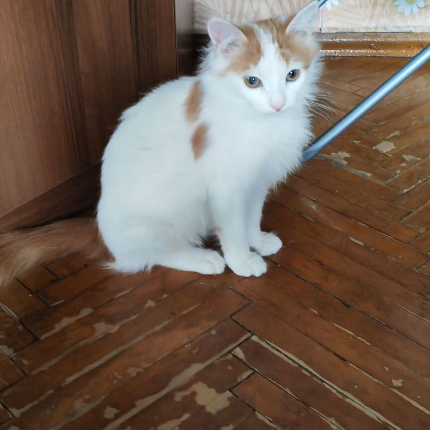 Котенок ищет дом