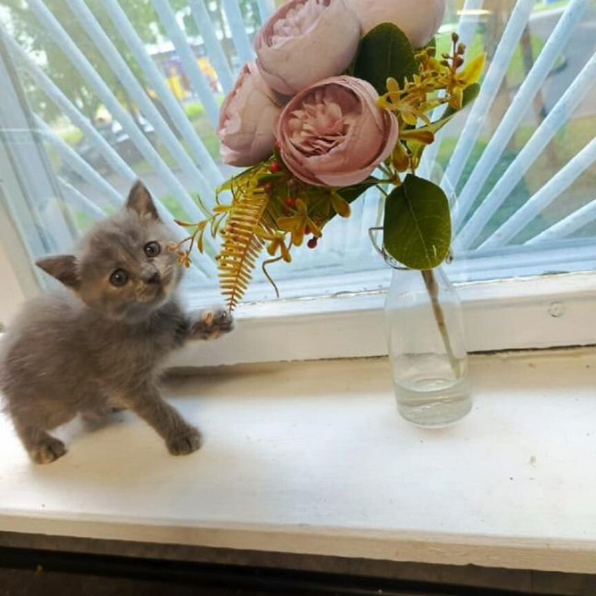 Шотландский котенок