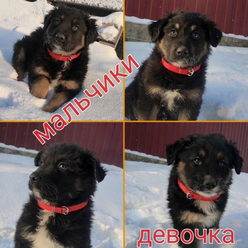 Щенок в добрые руки