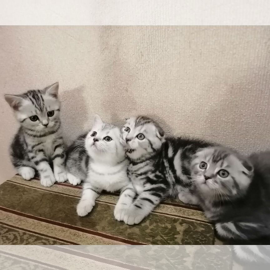 Шотландская
