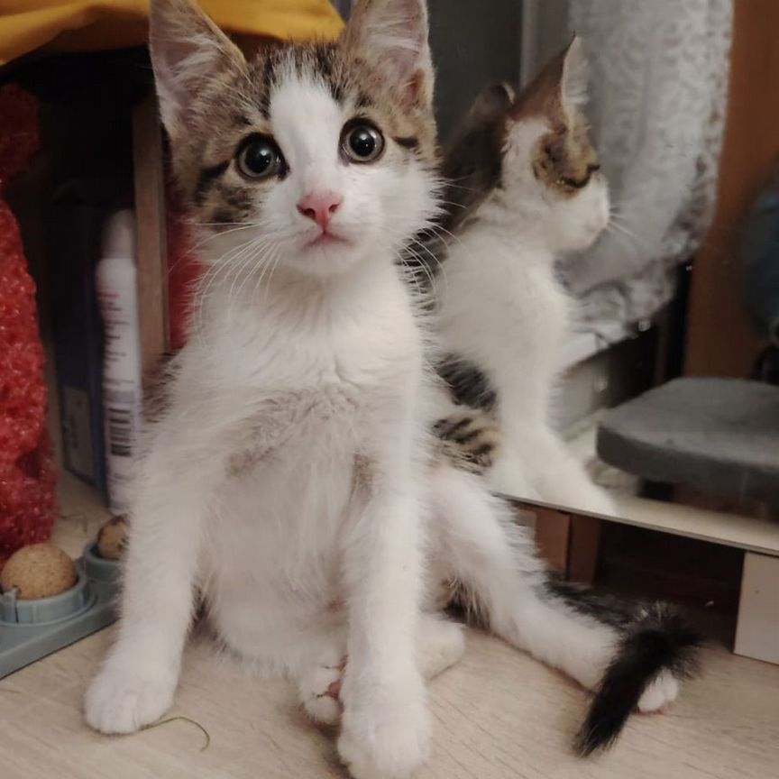 Котёнок в добрые руки