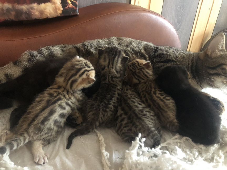 Бенгальские котята