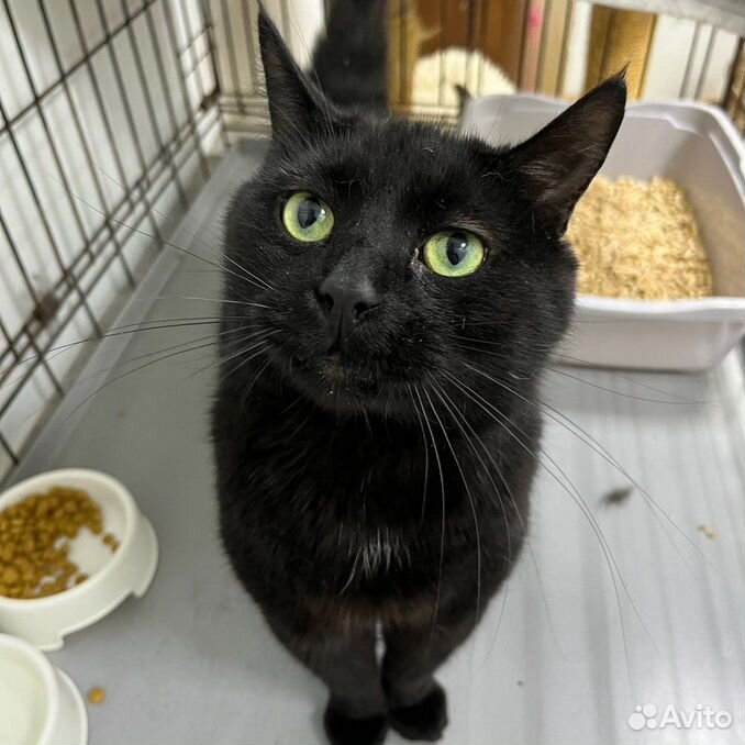 Домашний кот живет в клетке, оставили в приюте