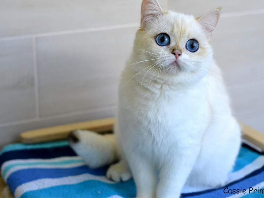 Британская кошка