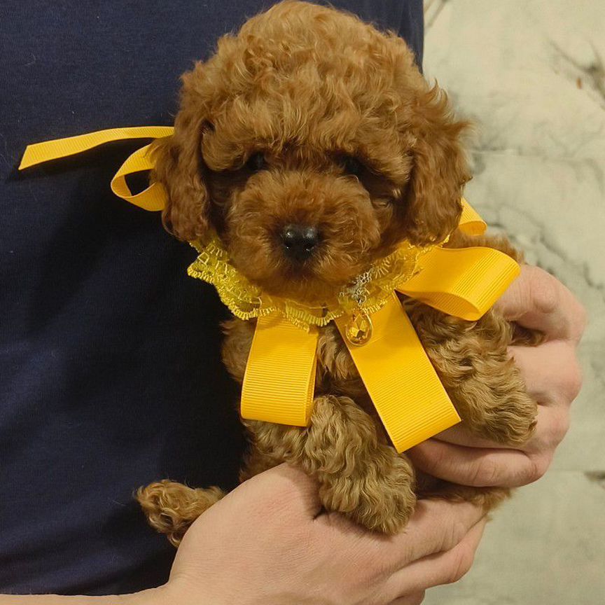 Той-пудель, щенок