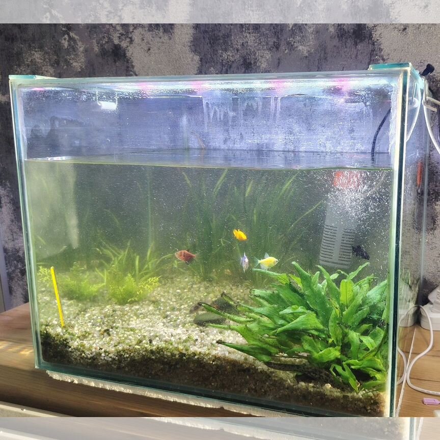 Аквариум с рыбками
