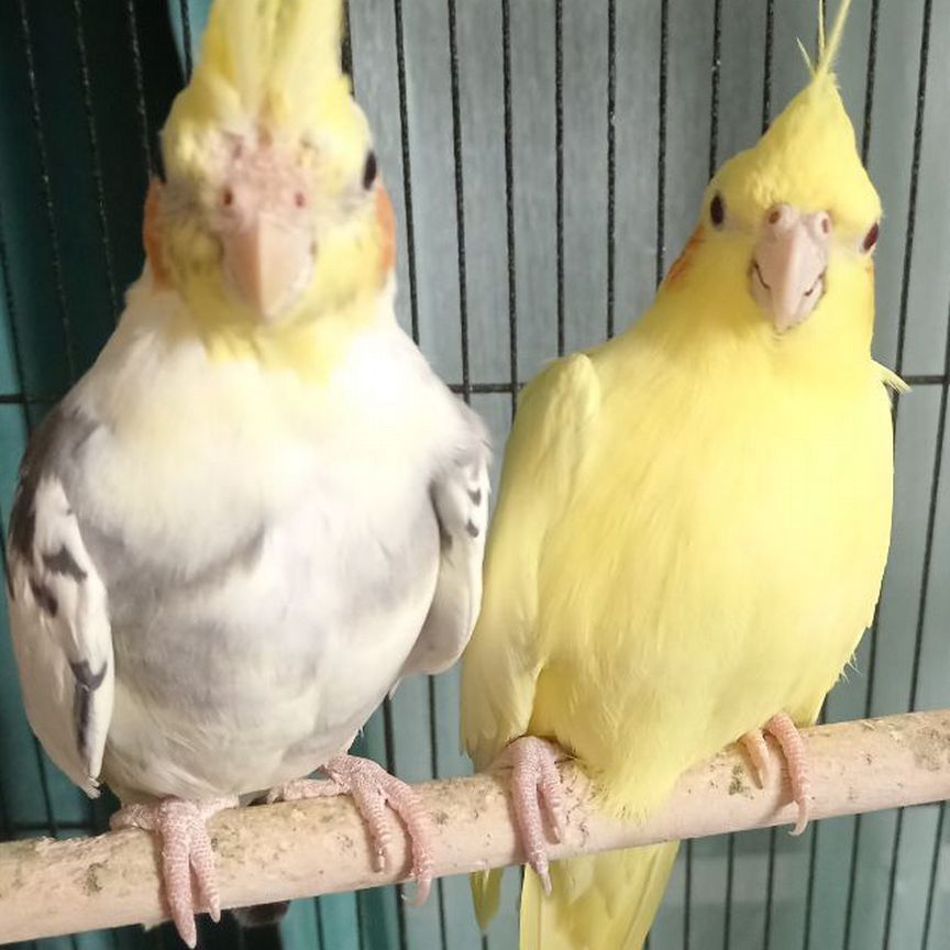 Попугаи корелла с клеткой