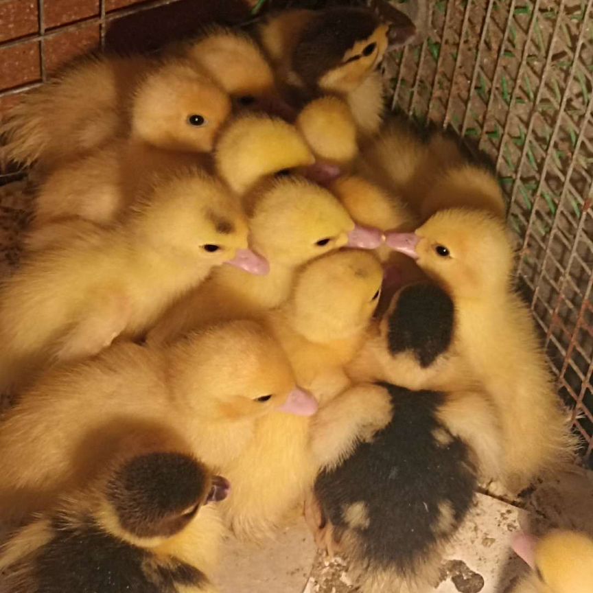 Мускусные утята