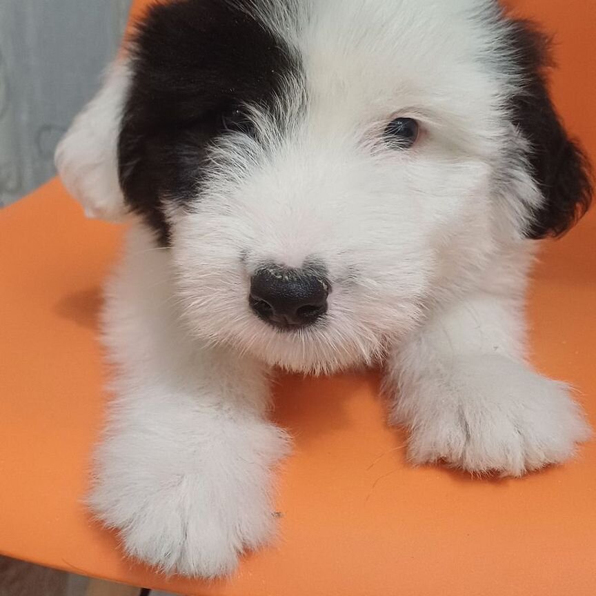 Бобтейл гигант с нежным характером