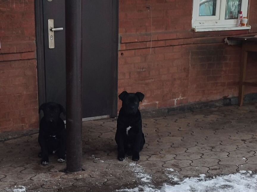 Щенки кане корсо