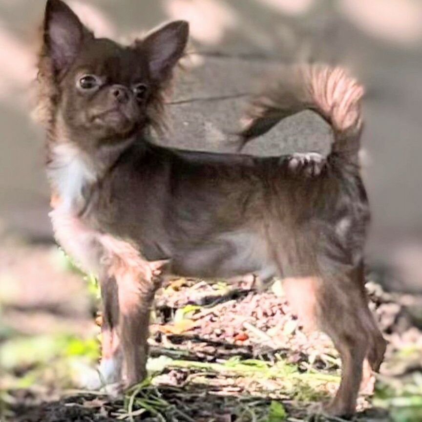 Парнишка шоколадик