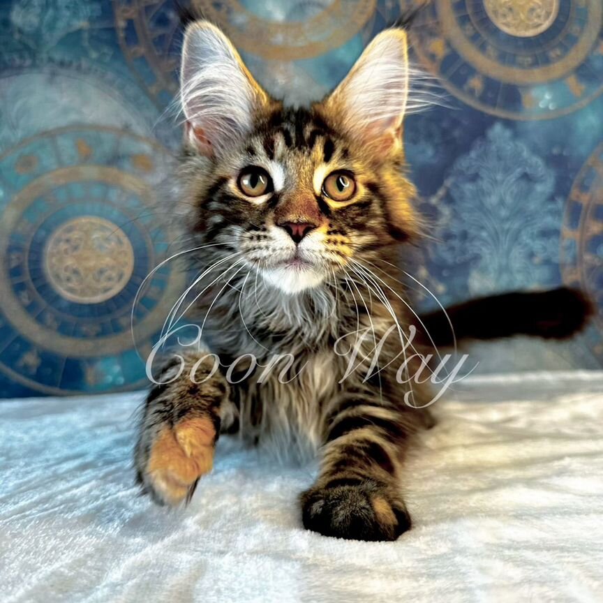 Котята мейн-кун
