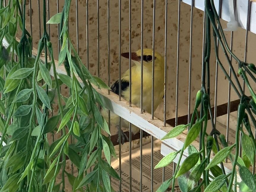 Иволга самец