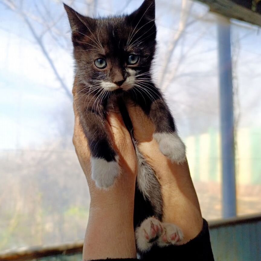 Котёнок в добрые руки