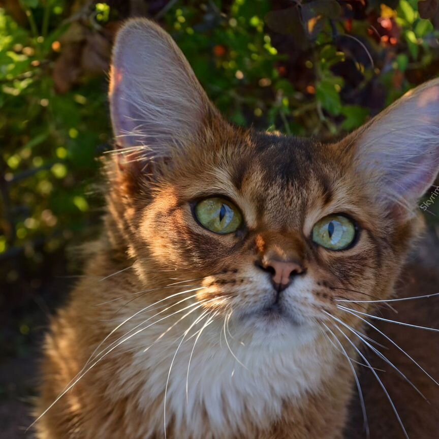 Сомалийская кошка Фанки