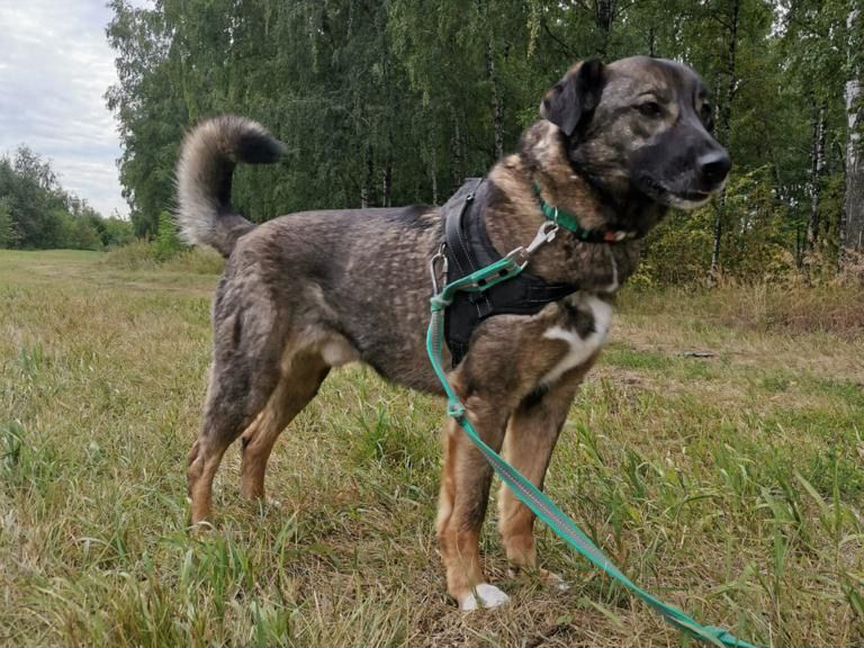 Собака в добрые руки