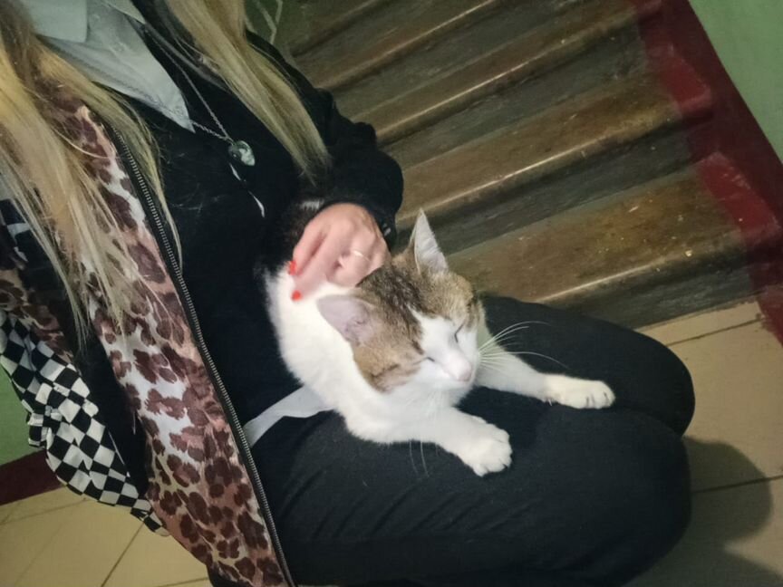 Кошка