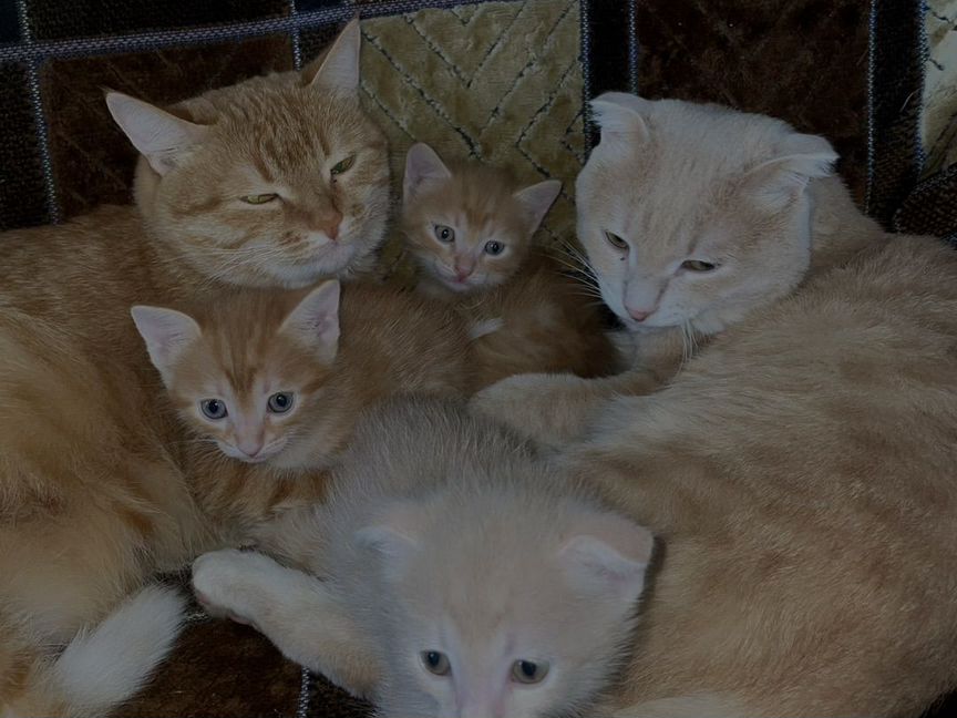 Котята