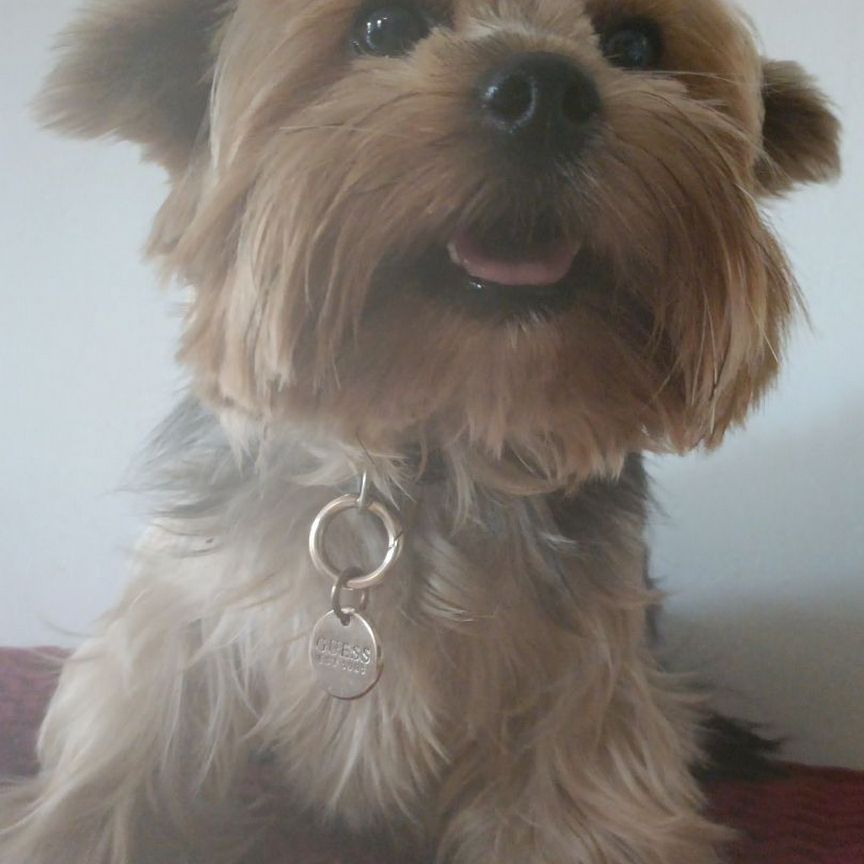 Йоркширский терьер