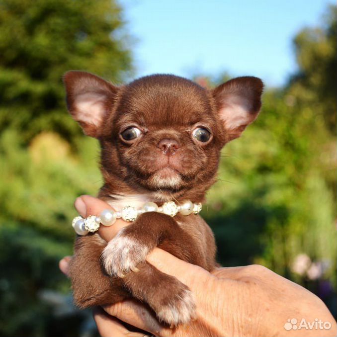 Чихуахуа мальчишечка шоколад